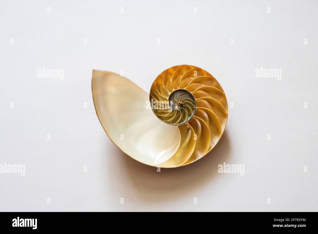 An open half of a Nautilus sea shell Stock Photo - Alamy