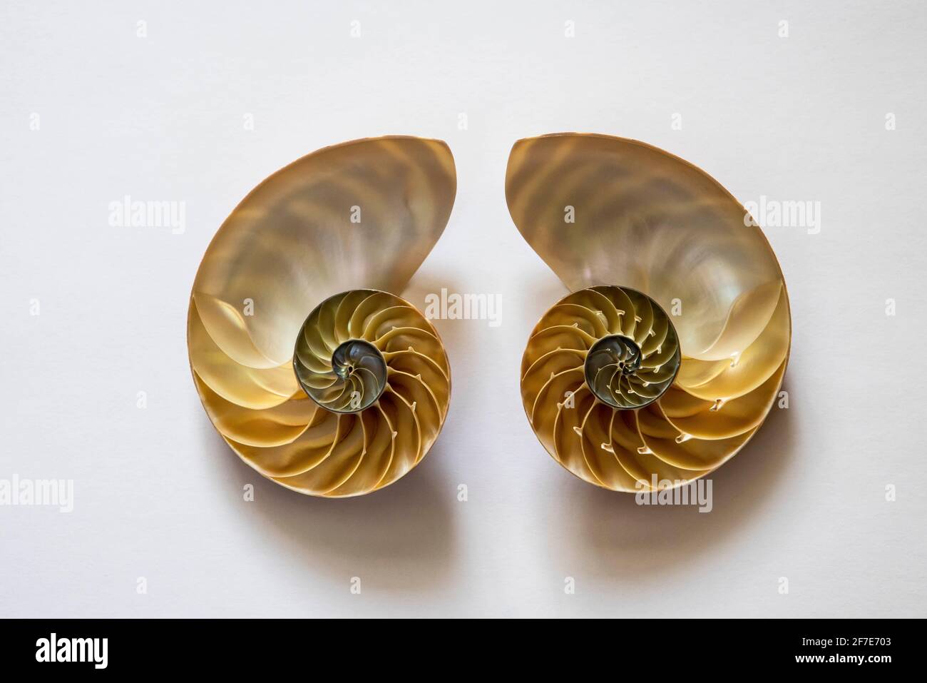 Two halves nautilus shell hi-res stock photography and images - Alamy Two halves nautilus shell hi-res stock photography and images - Alamy