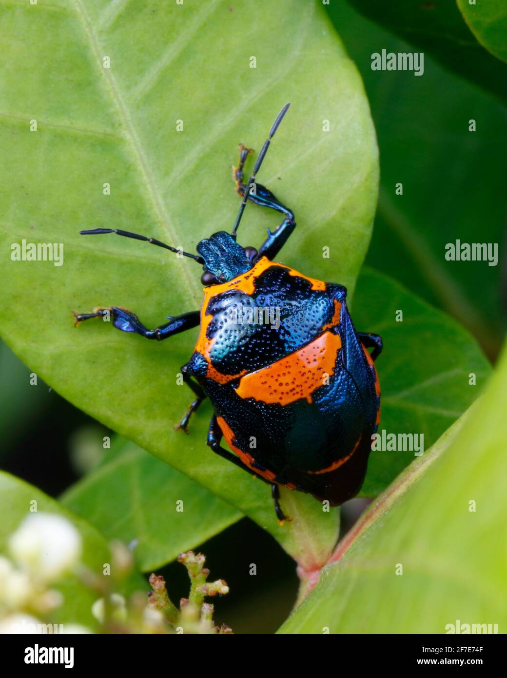 Florida predatory stink bug hi-res stock photography and images - Alamy