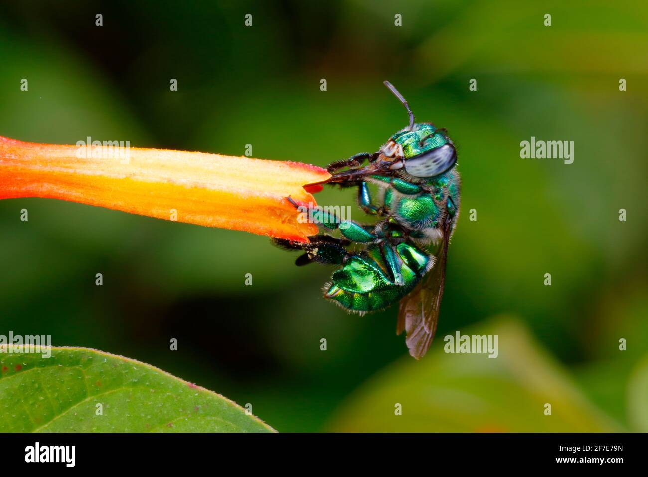 An orchid bee, Euglossa dilemma, nectaring from a fire bush Stock Photo ...
