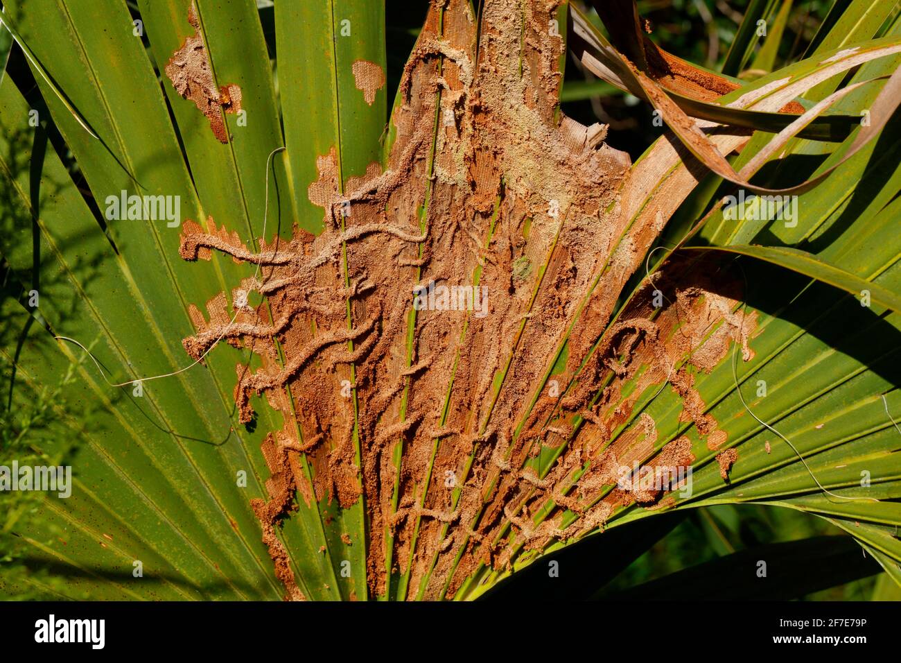 The palm leaf skeletonizer, Homaledra sabalella, caterpillar damage ...