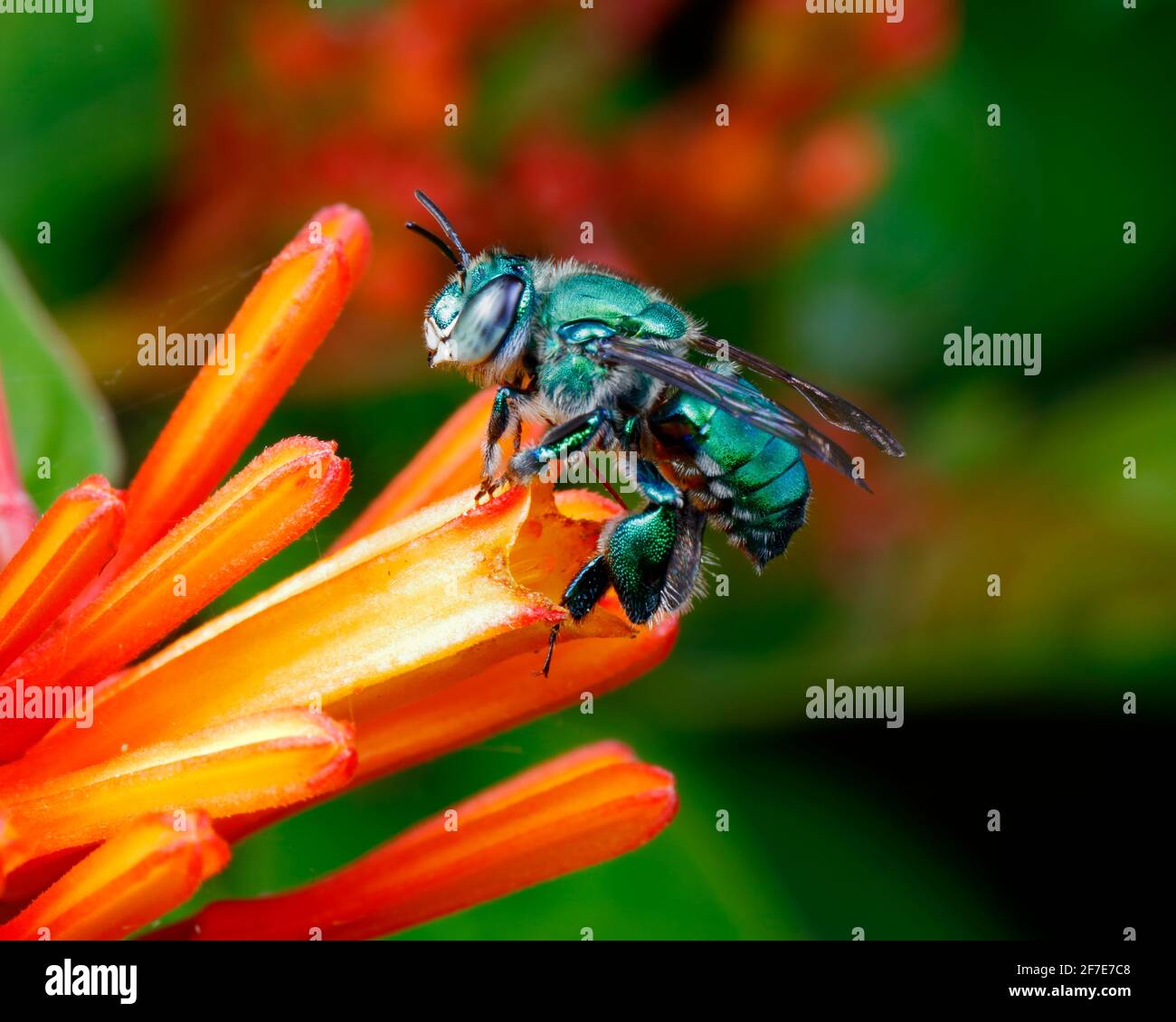 An orchid bee, Euglossa dilemma, nectaring from a fire bush Stock Photo ...