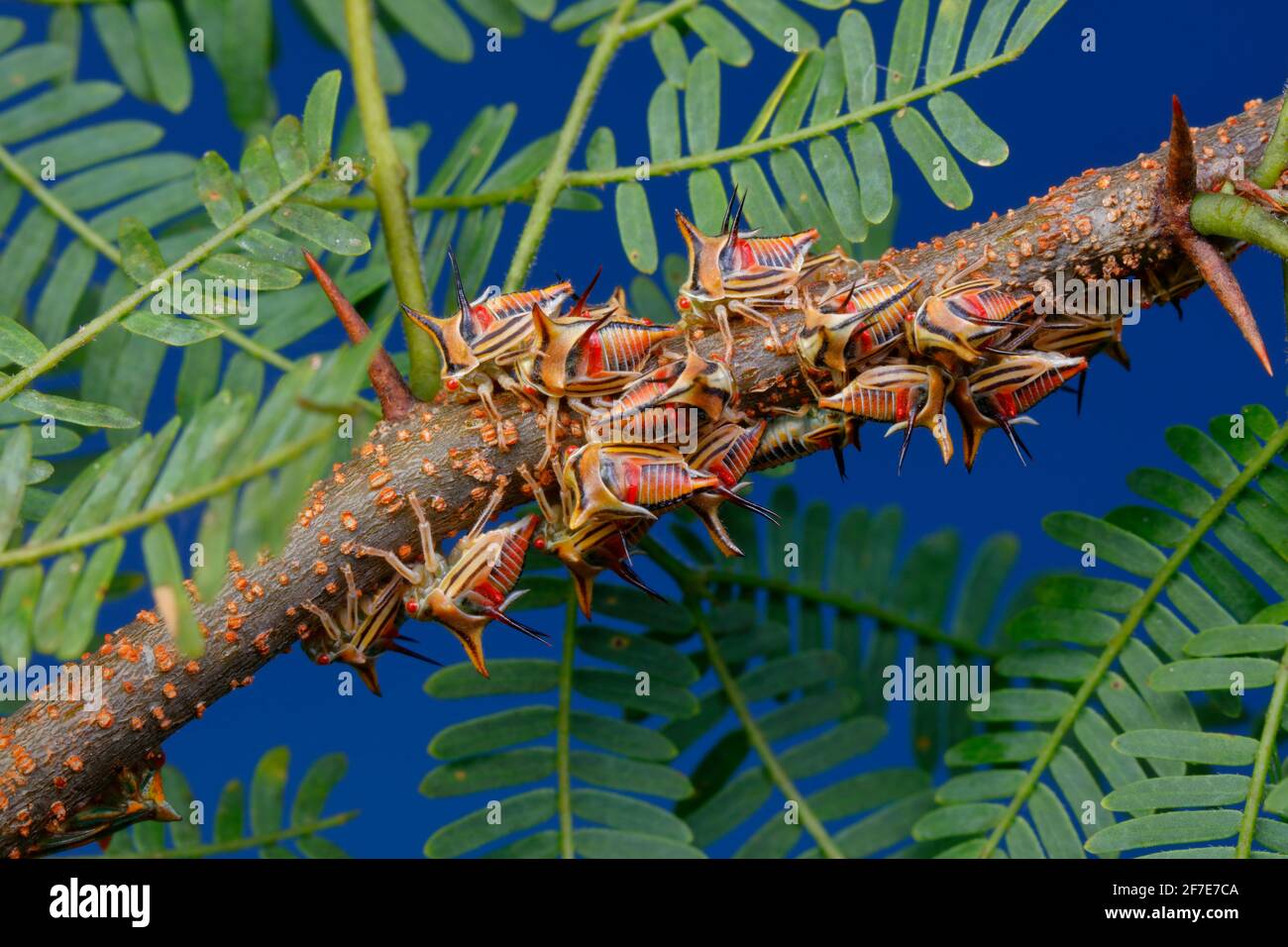 Cat claw hi-res stock photography and images - Alamy