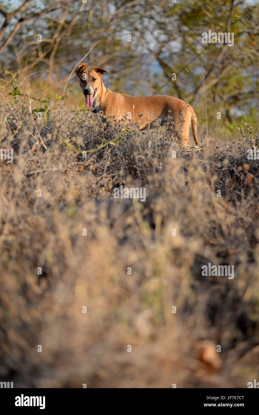 Very beautiful puppy hi-res stock photography and images - Alamy