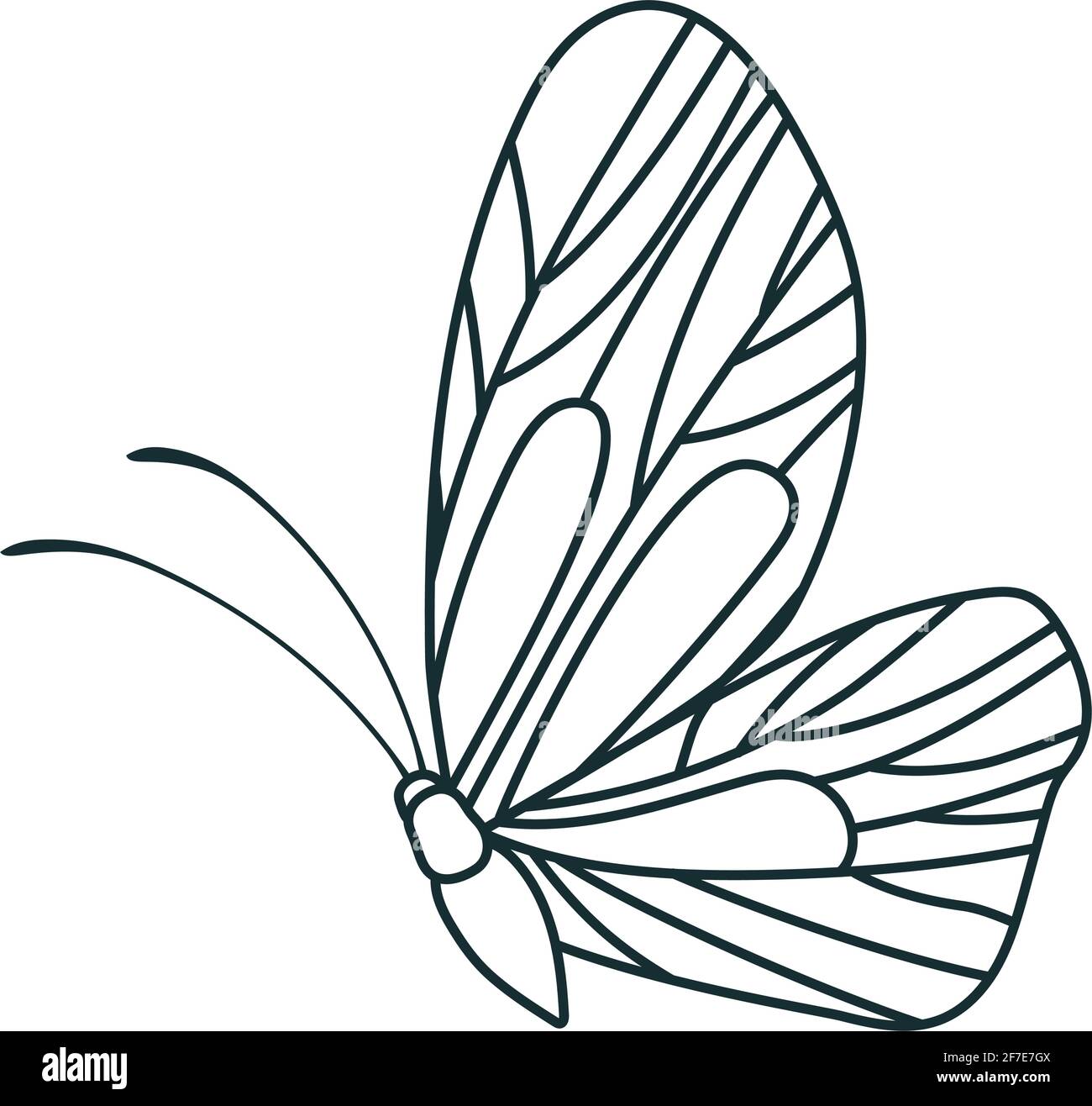 butterfly from side Stock Vector Image & Art - Alamy