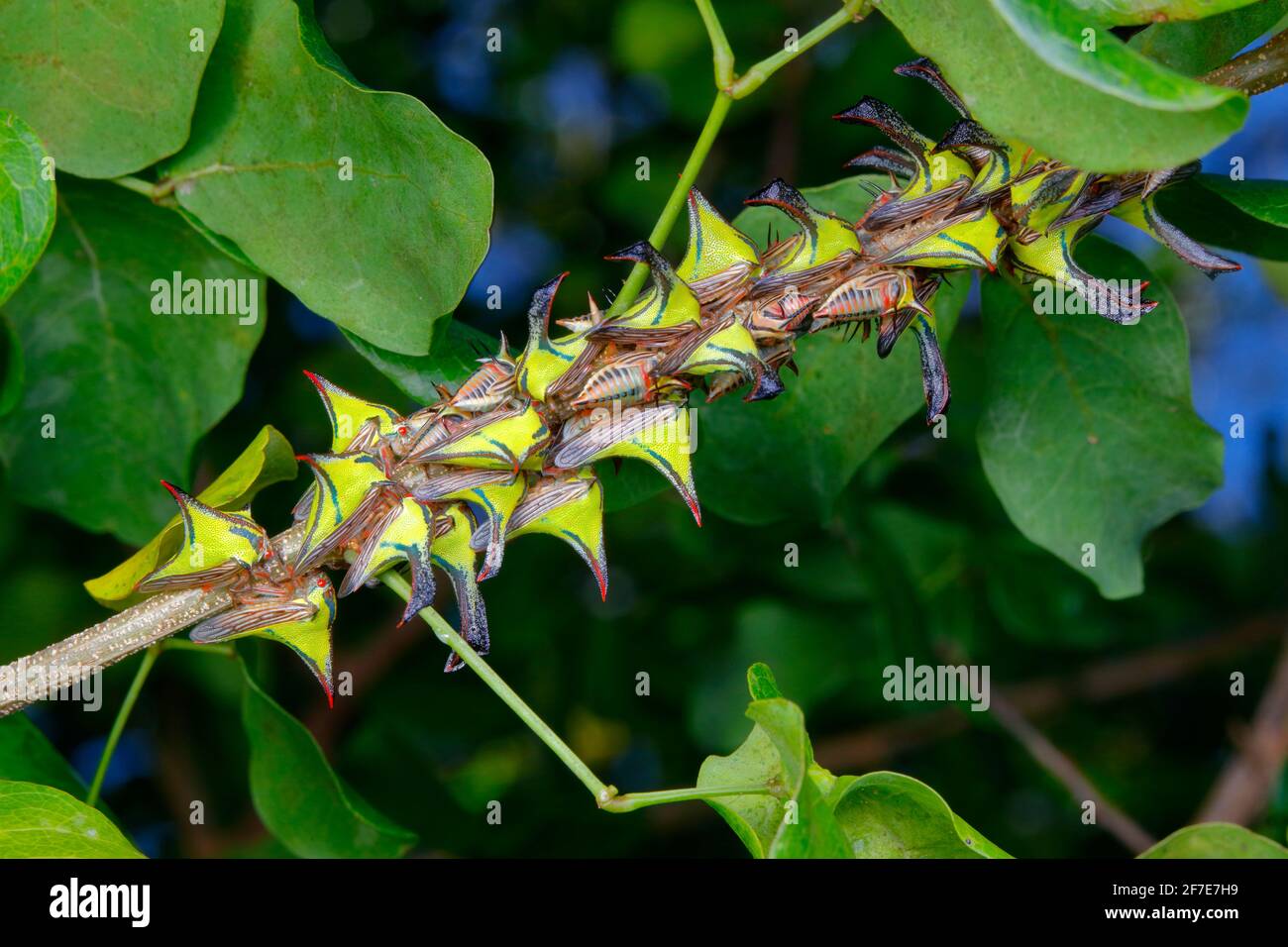 Thorn Treehoppers, Umbonia crassicornis, assembled and feeding on a cat ...