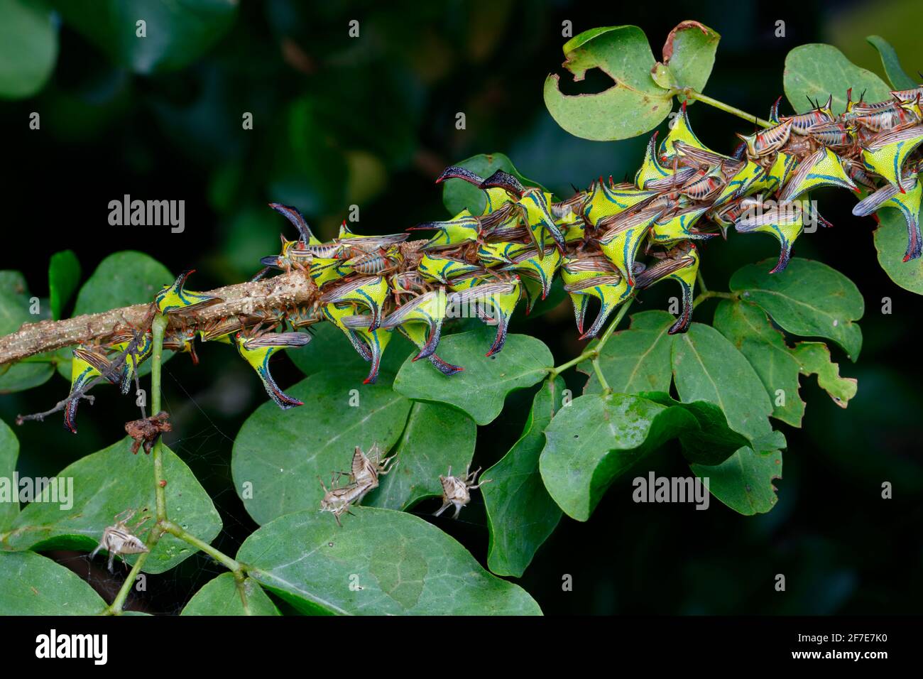 Cats claw plant hi-res stock photography and images - Alamy