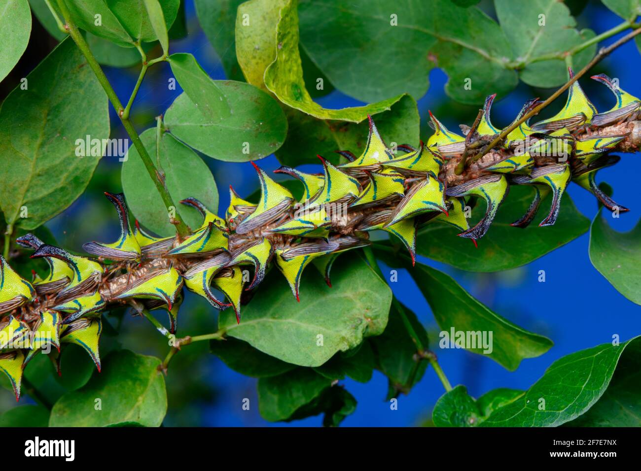Thorn plant hoppers are assembled on a black bean cats claw tree Stock ...
