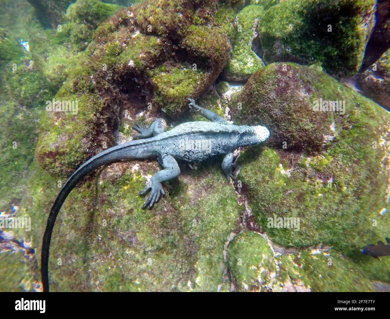 Marine iguana eating algae off a lava rock at Punta Espinoza ...