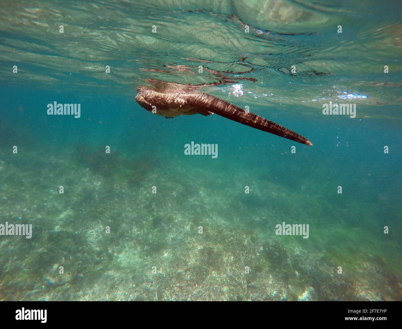 Marine iguana swimming at the surface at Punta Espinoza, Fernandina ...