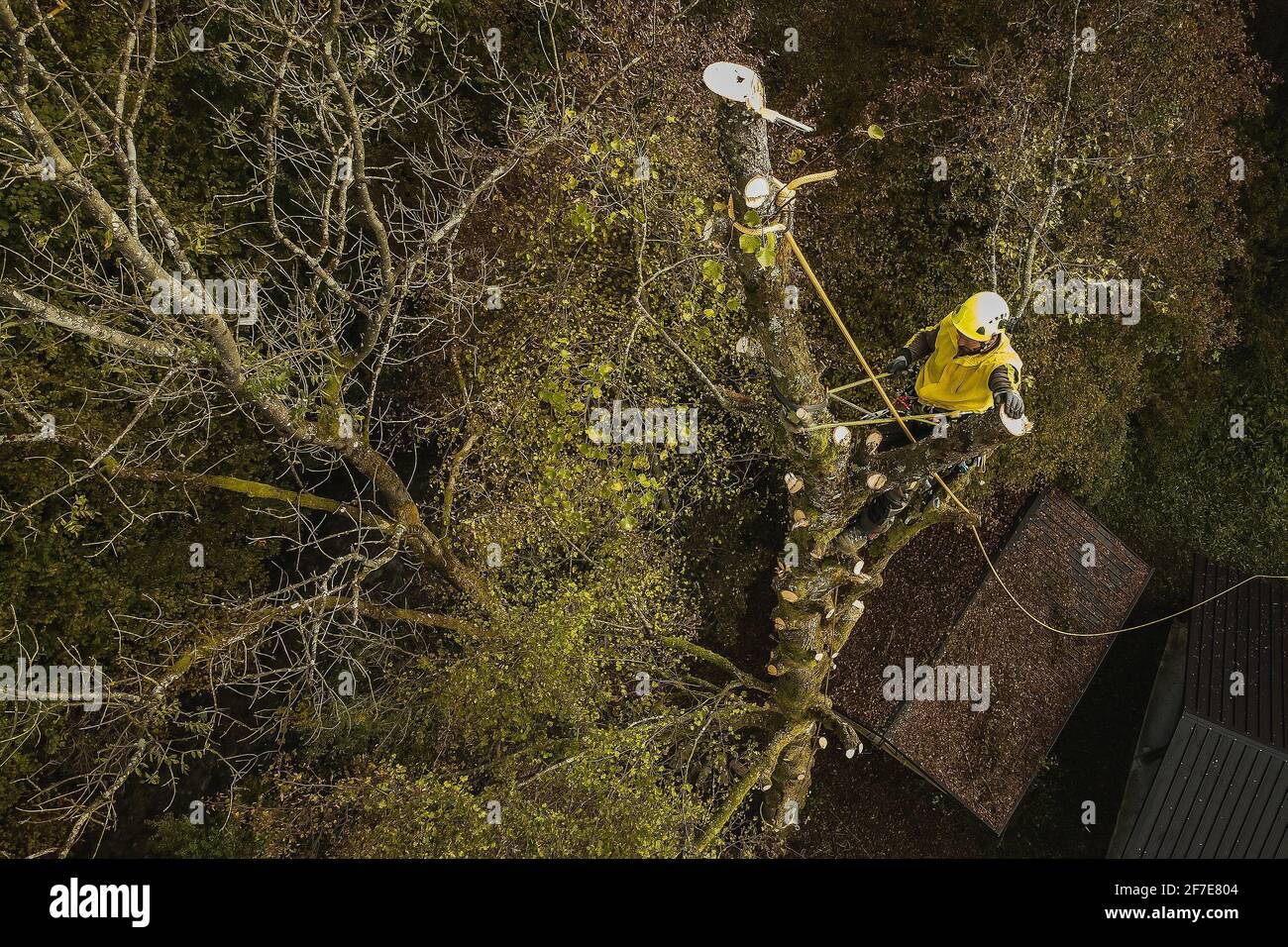 Arborist or lumberjack climbing up on a large tree using different ...