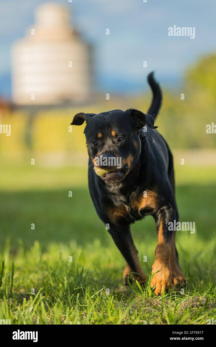 Adult rottweiler dog walking in a home garden and carrying a tennis ...