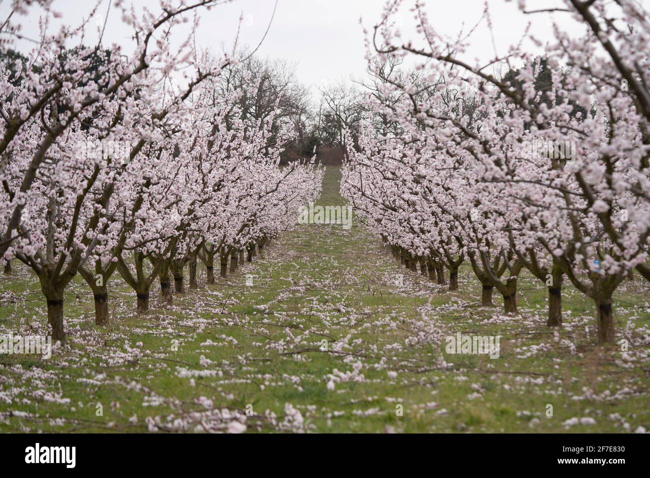 Almond orchard in bloom hi-res stock photography and images - Alamy