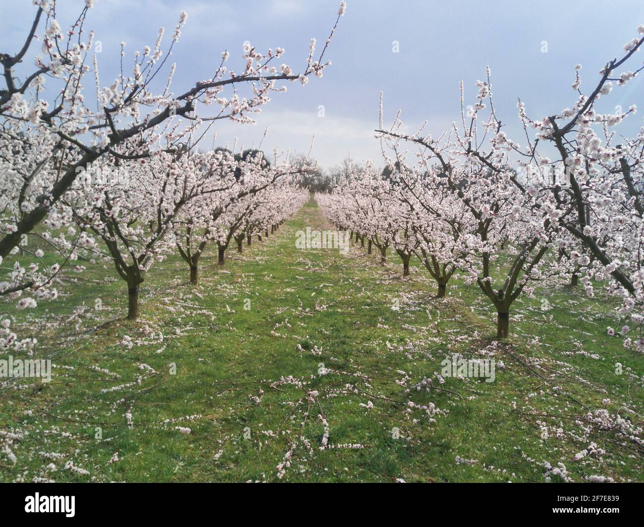 Aerial within flowering orchard rows, fruit production in full bloom ...