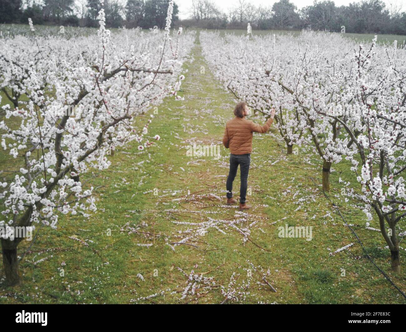 Young farmer checks orchard hi-res stock photography and images - Alamy