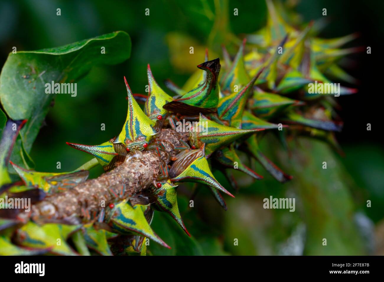Bead tree hi-res stock photography and images - Alamy
