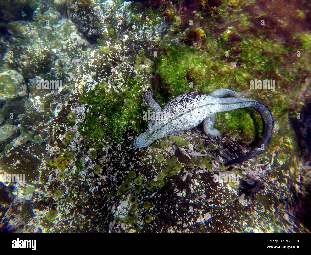 Marine iguana eating algae hi-res stock photography and images - Alamy