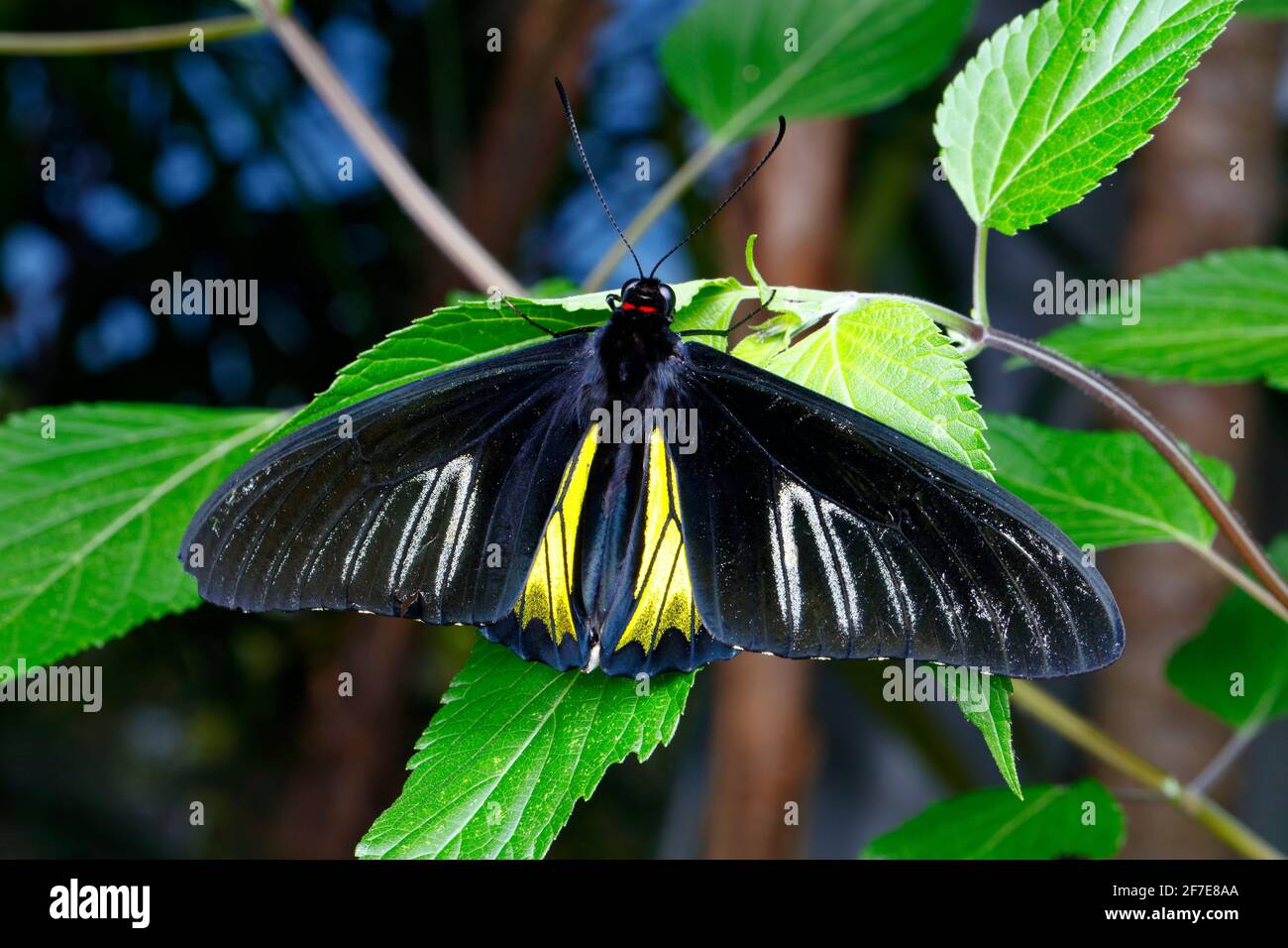 Birdwing troides hi-res stock photography and images - Alamy