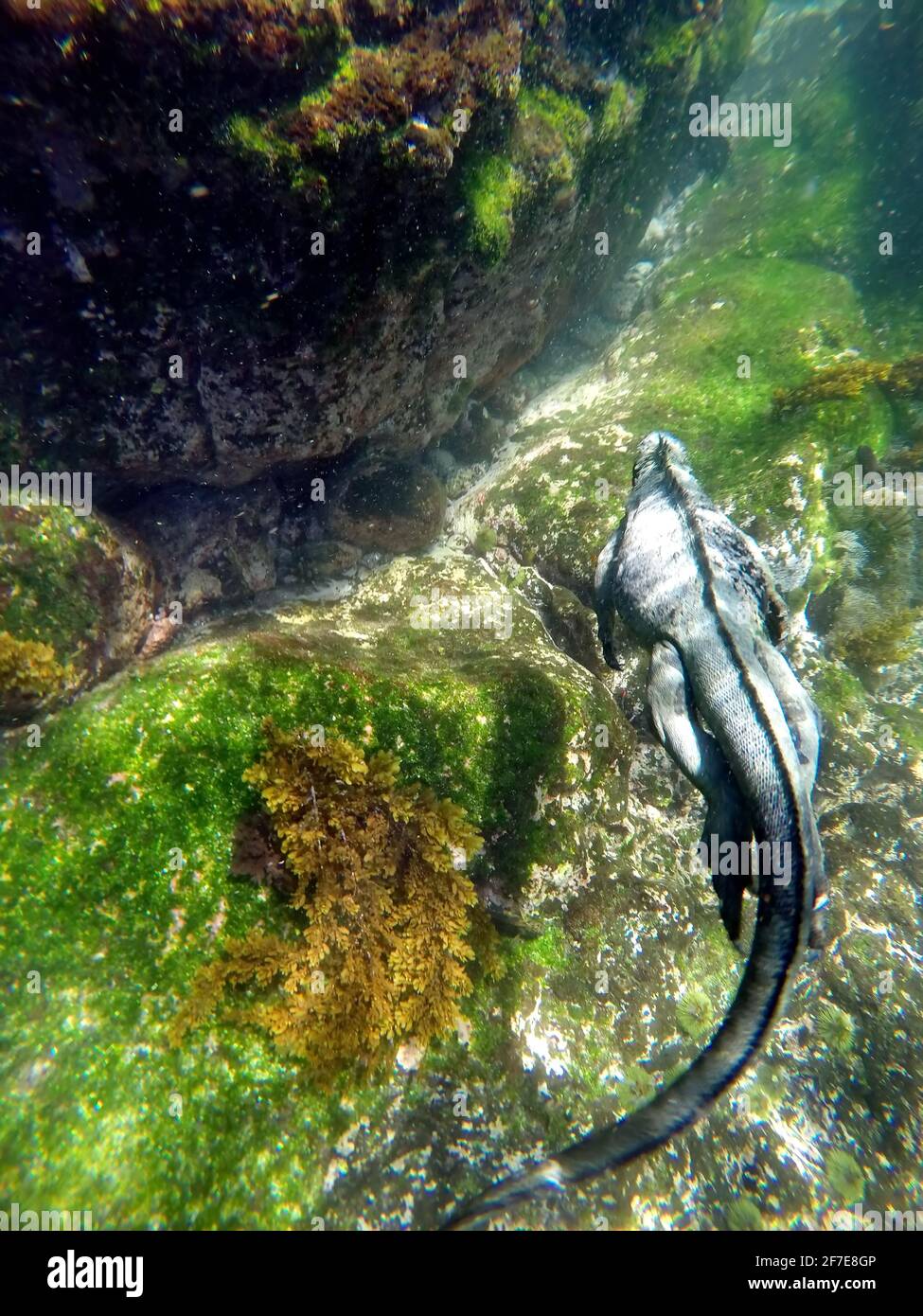 Marine iguana eating algae off a lava rock at Punta Espinoza ...