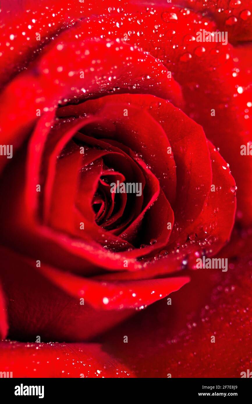 Beautiful red rose with water drops on black background Stock Photo - Alamy