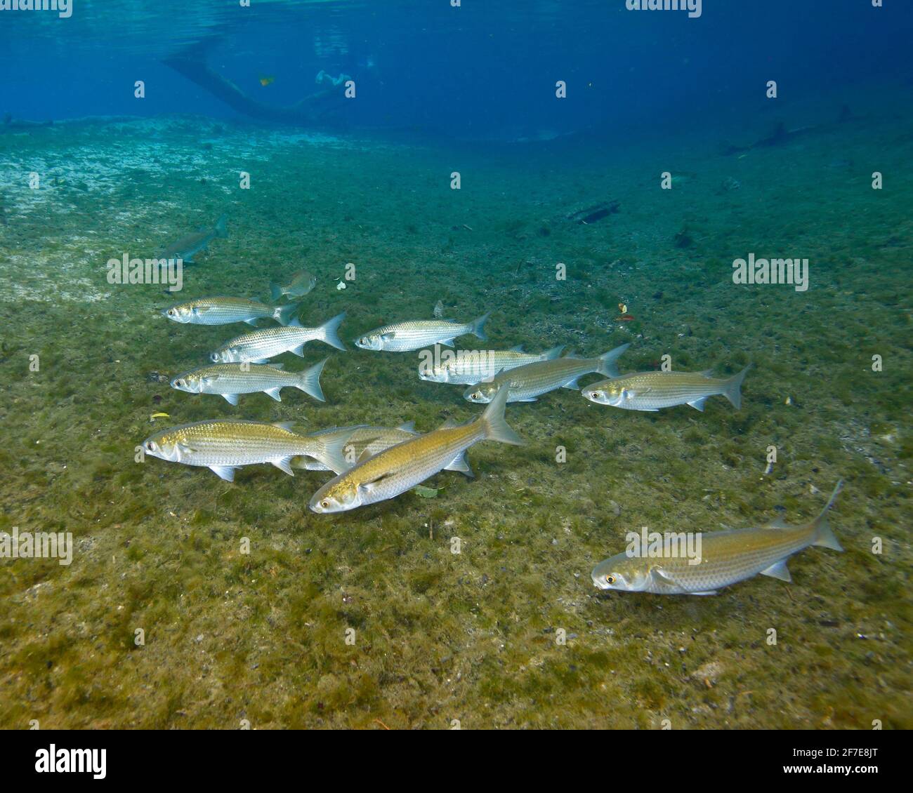 Grey mullet flathead mullet fish hi-res stock photography and images ...