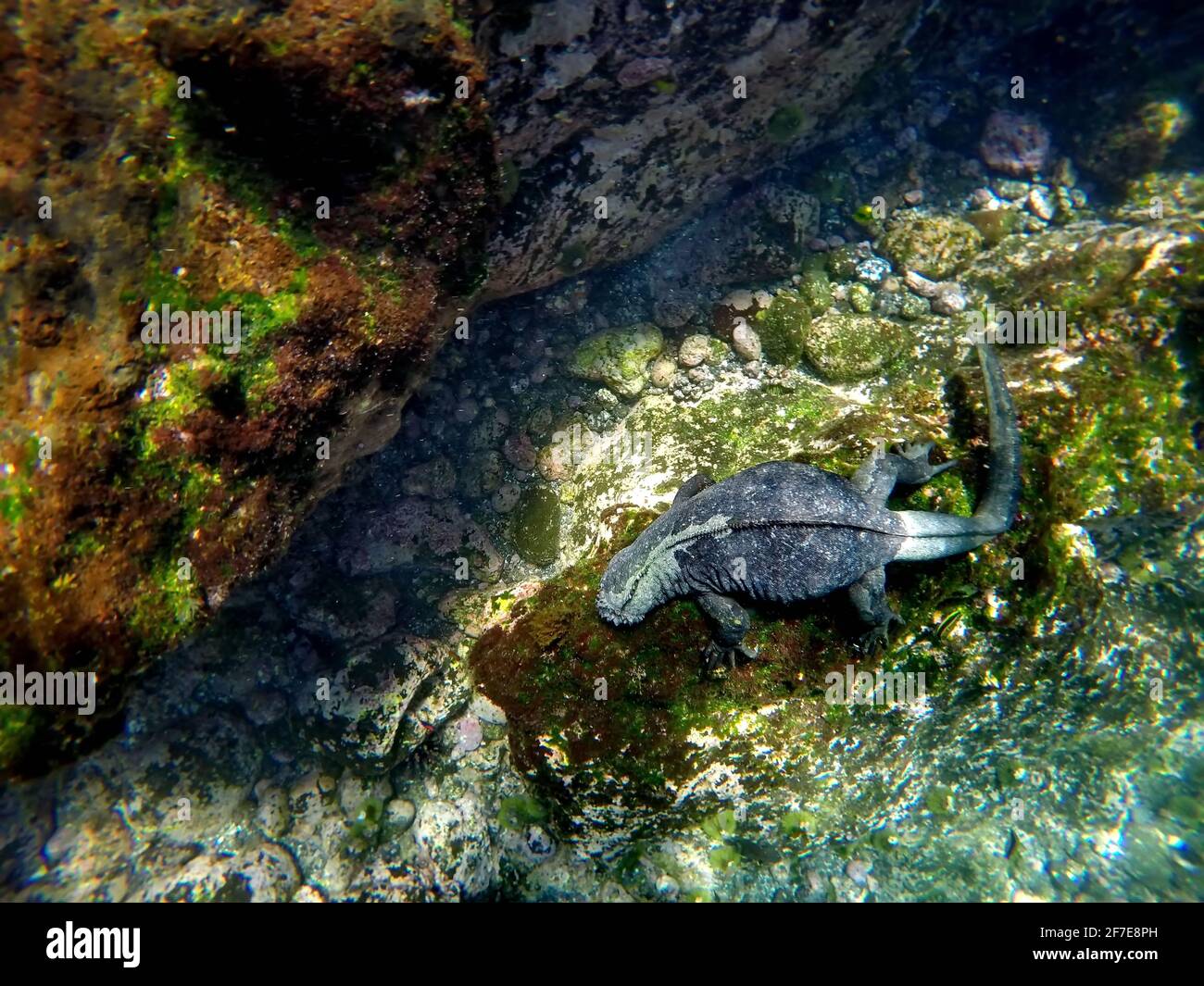 Marine iguana eating algae off a lava rock at Punta Espinoza ...