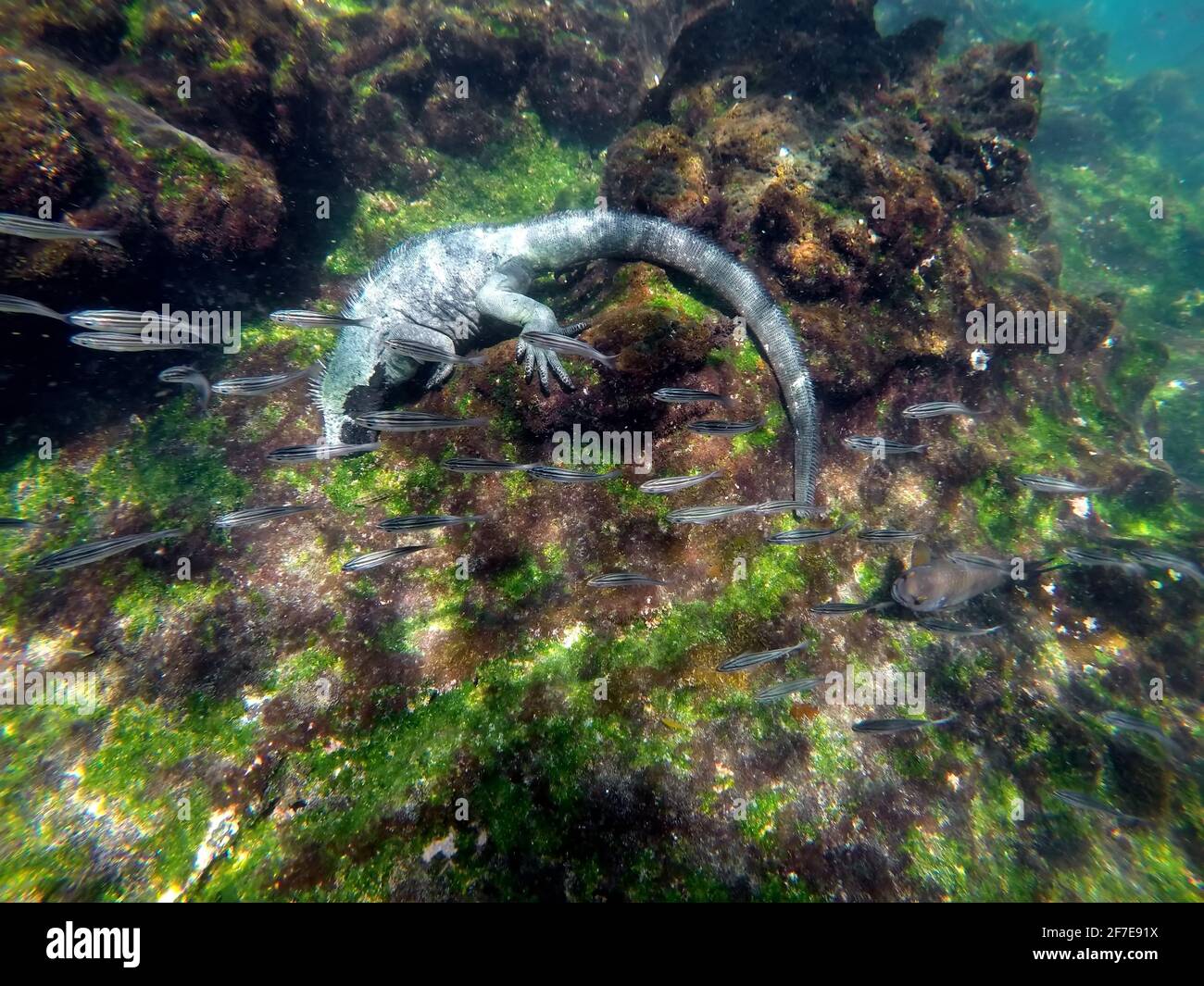 Marine iguana eating algae off a lava rock with a school of fish ...