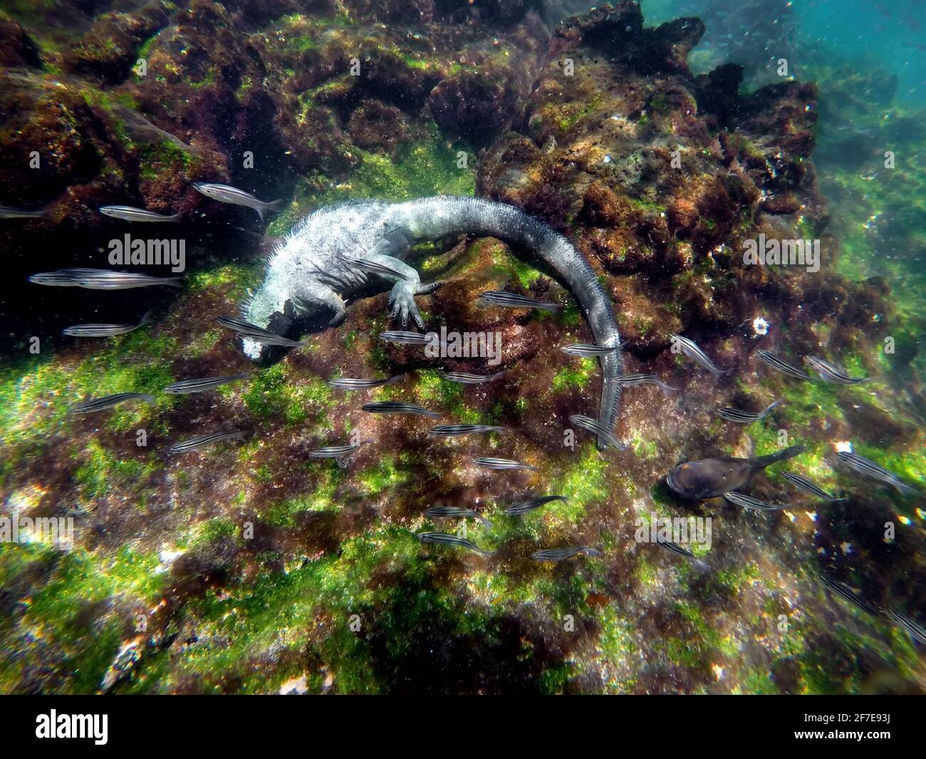 Marine iguana eating algae off a lava rock with a school of fish ...