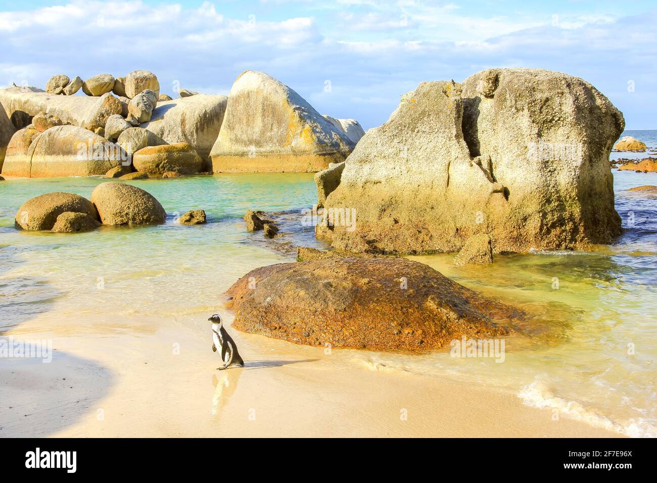 Boulder Beach landscape. A penguin walks among the granite stone of ...