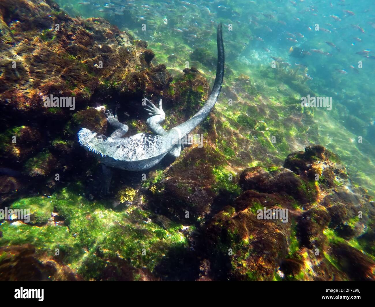 Marine iguana eating algae off a lava rock at Punta Espinoza ...