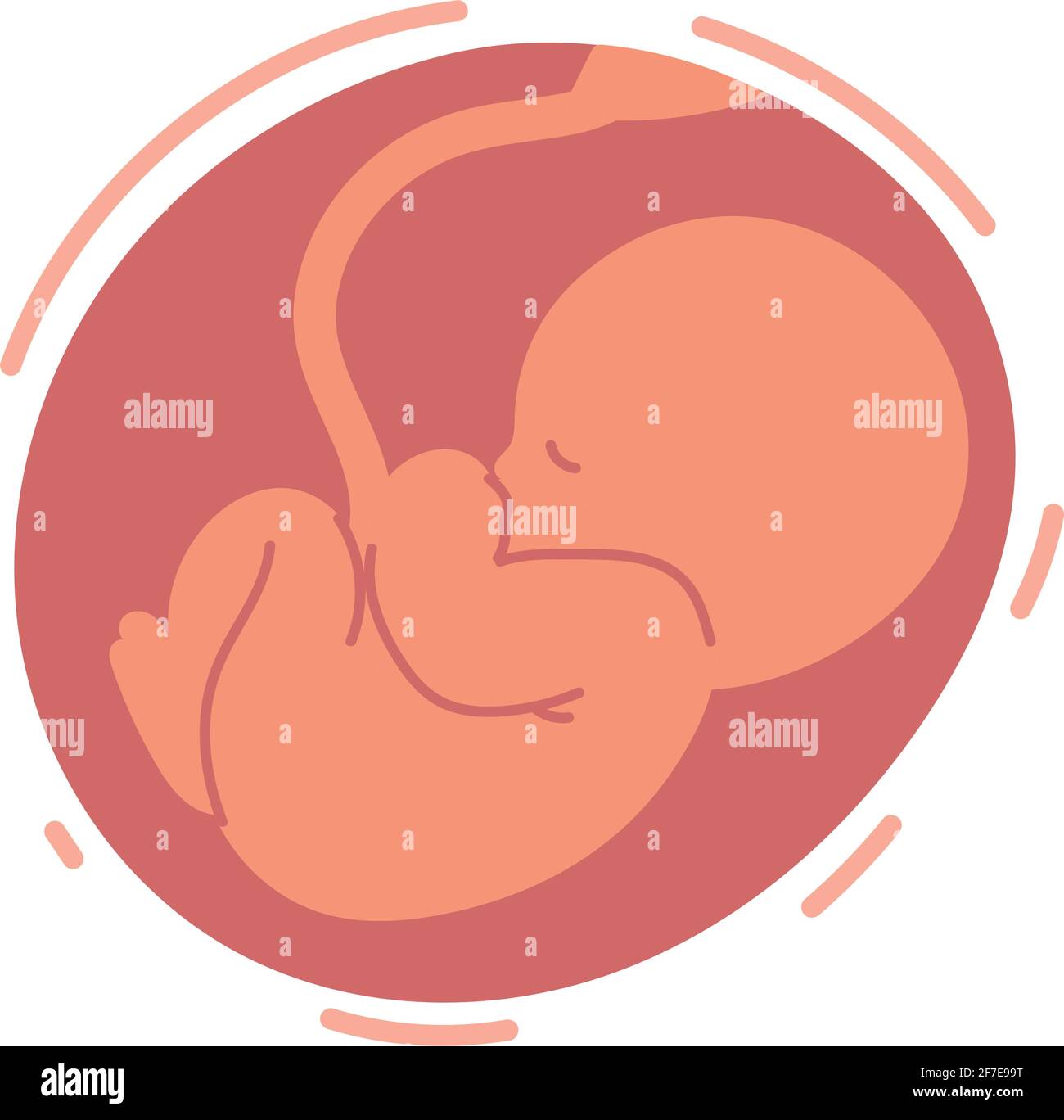 baby in the womb Stock Vector Image & Art - Alamy