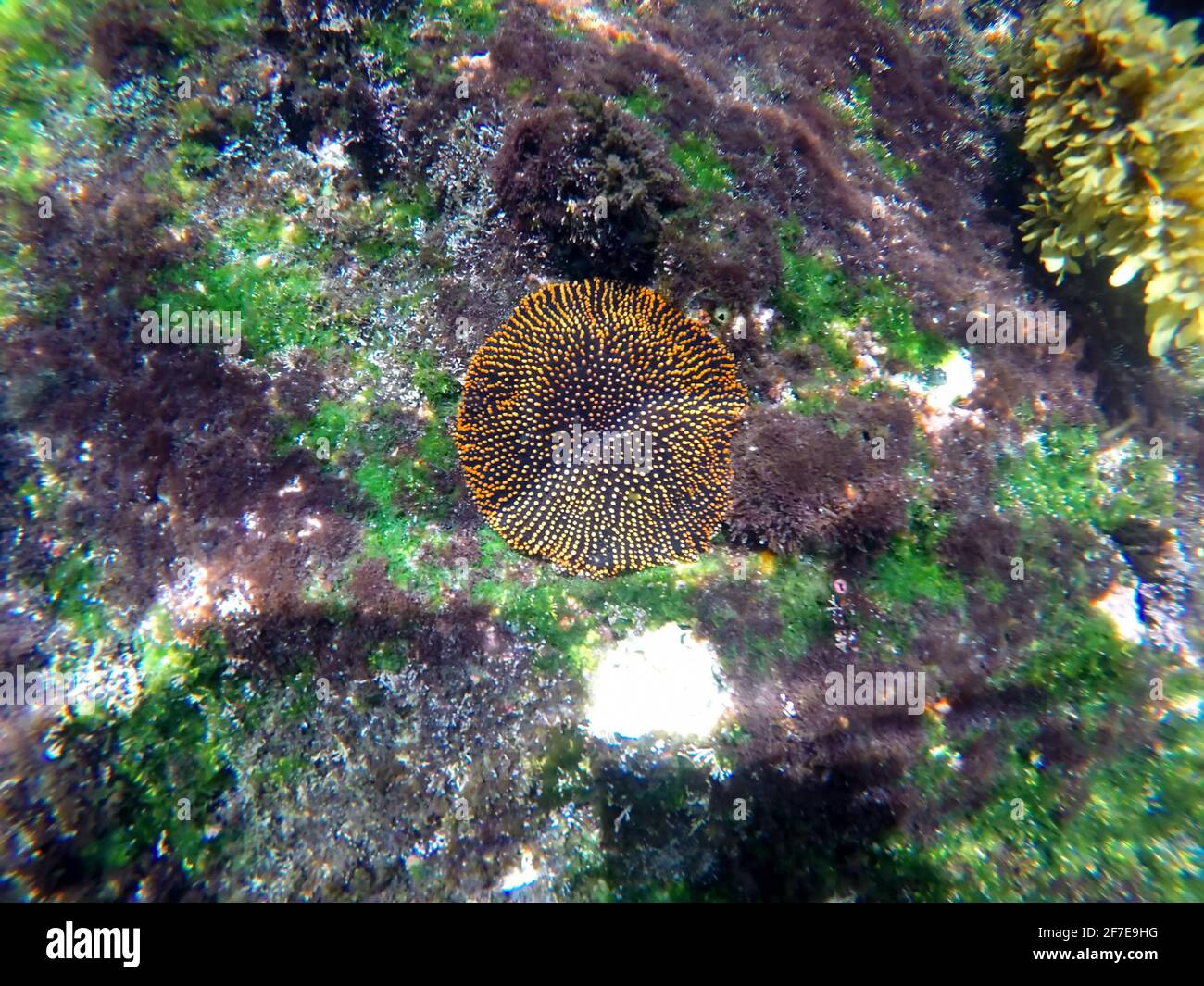 Orange and black sea star underwater, at Punta Espinoza, Fernandina ...