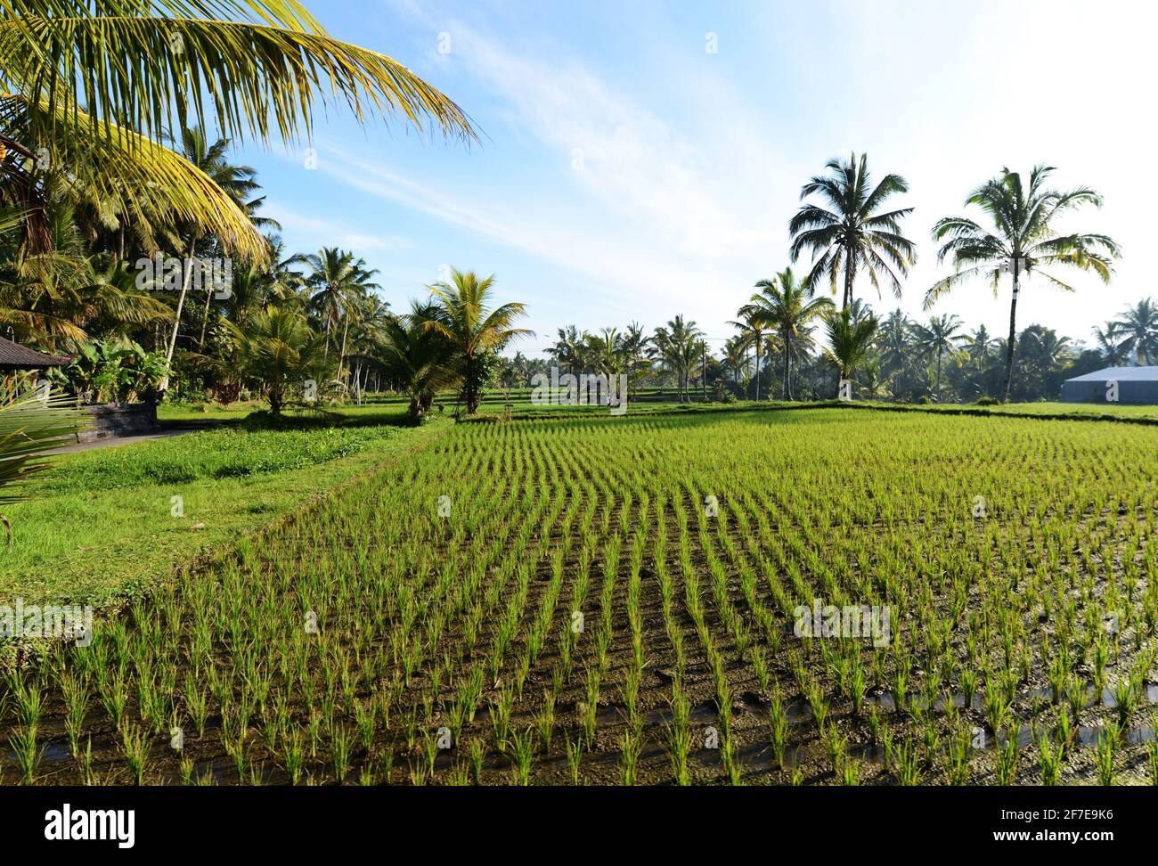 Indonesian paddy hi-res stock photography and images - Alamy