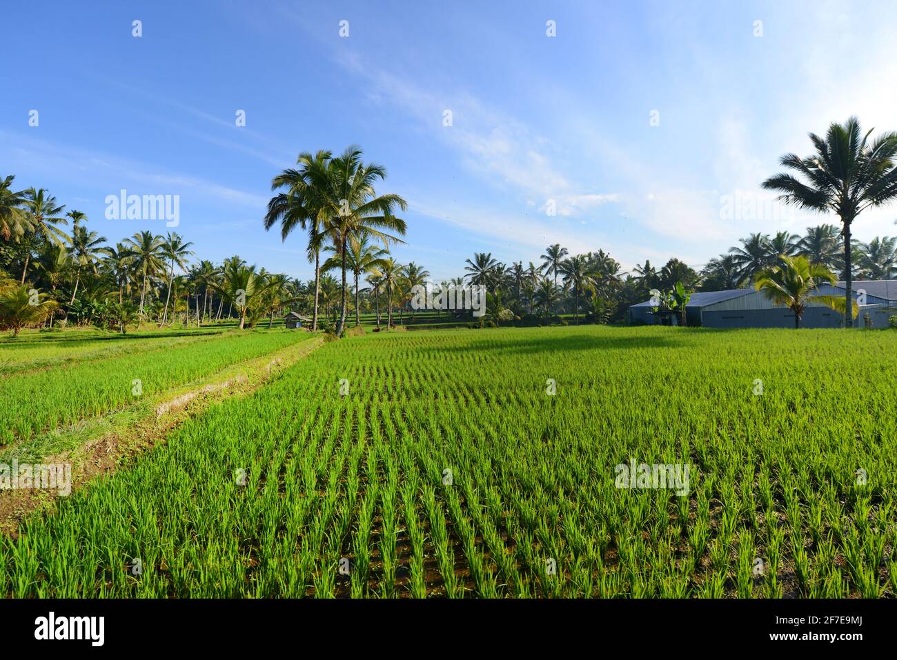Beautiful rice fields in indonesia hi-res stock photography and images ...