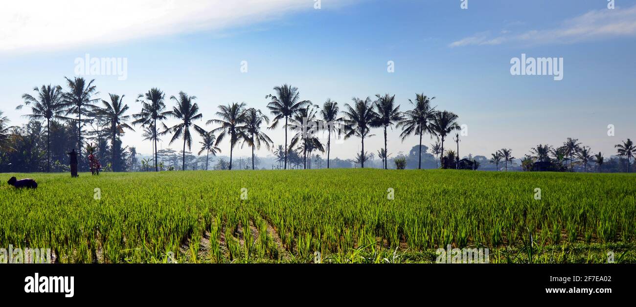 Beautiful paddy fields in hi-res stock photography and images - Alamy
