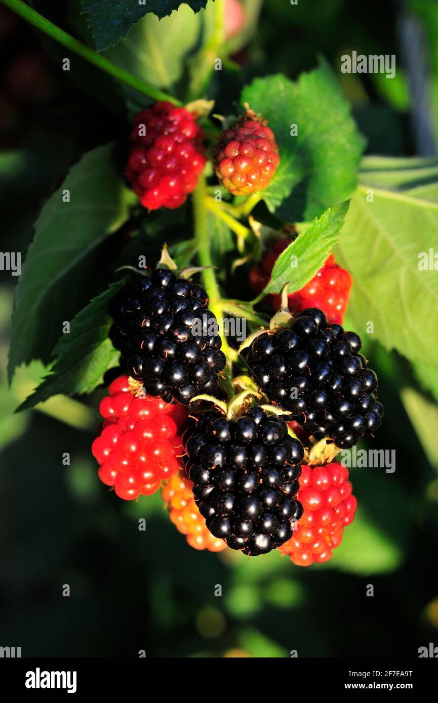 Outside Natur/Wild and Landscape Photoshooting / In der Natur ...