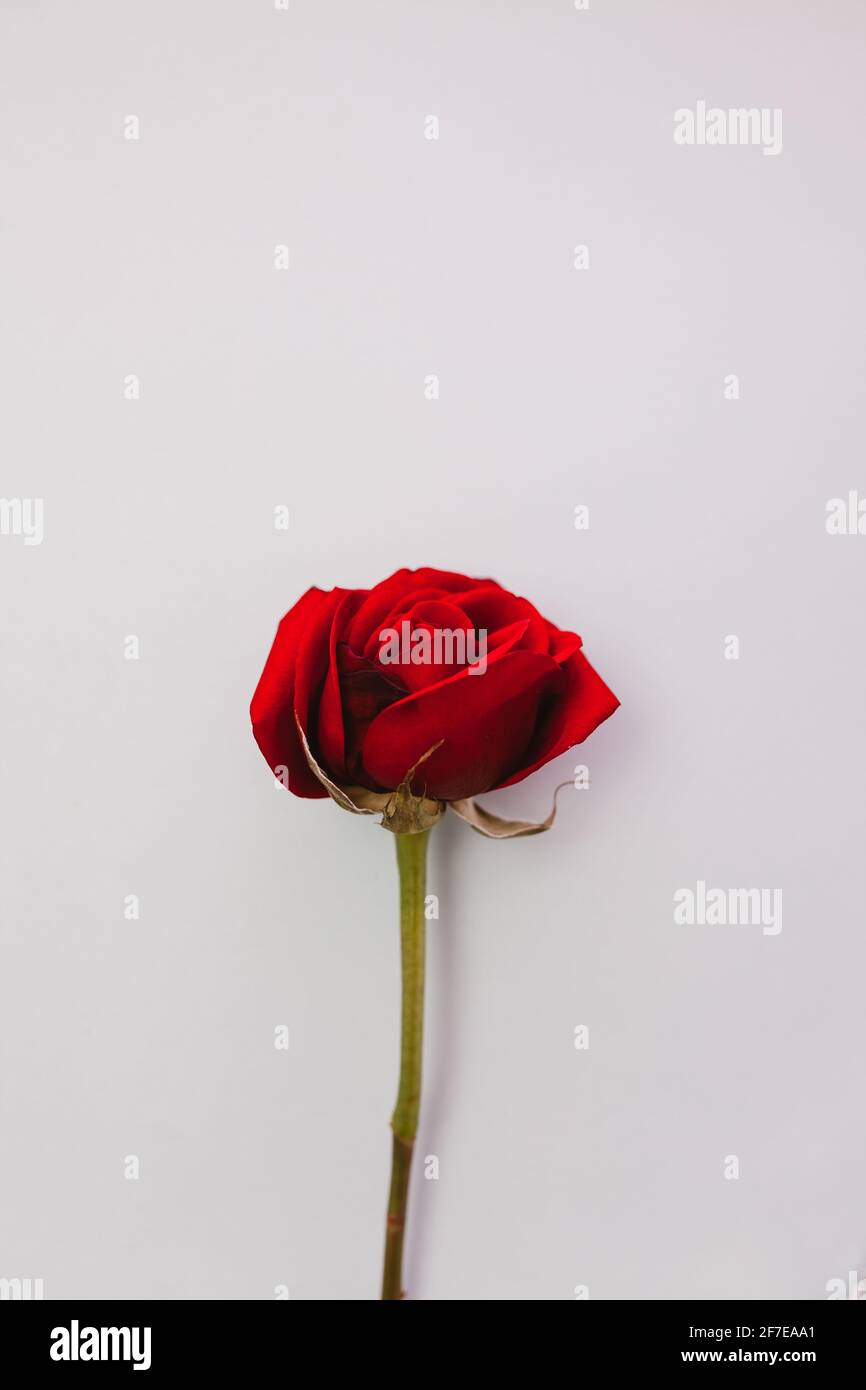 Pink roses background. Red roses on white background. February backdrop ...