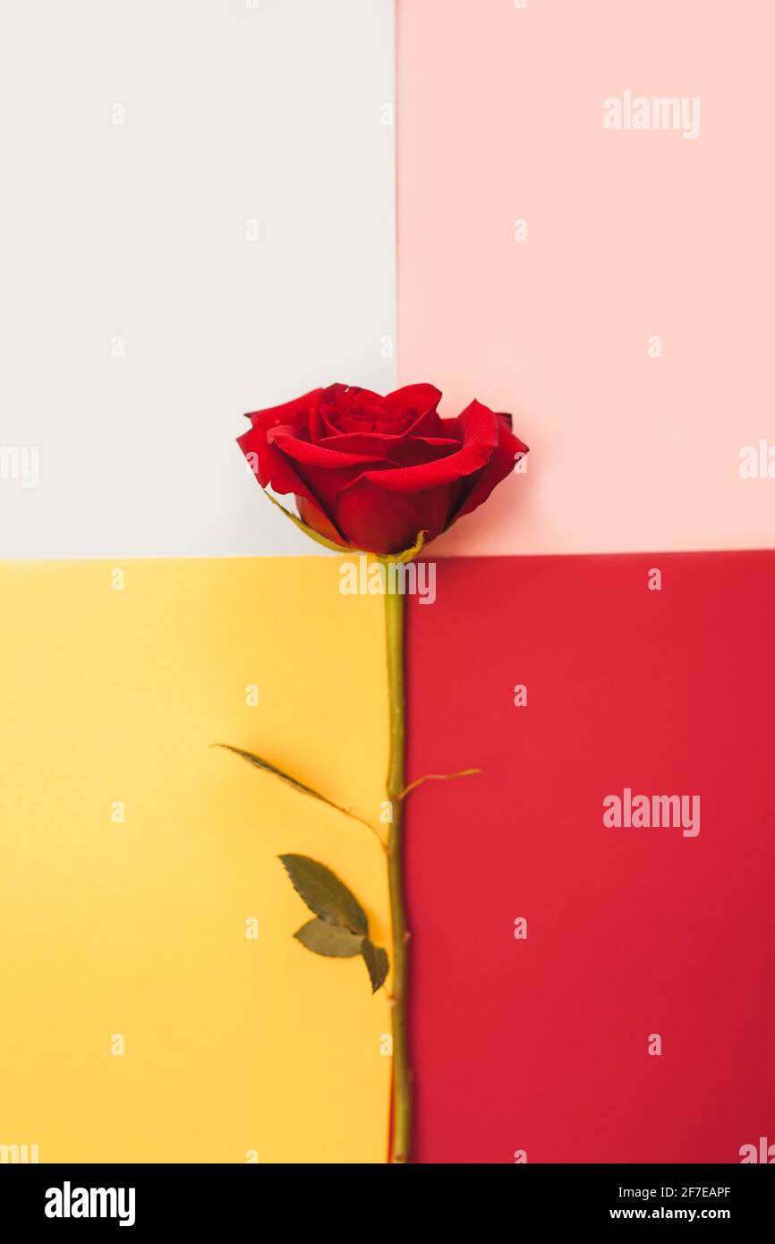 Pink roses background. Red roses on white, pink, red and yellow ...