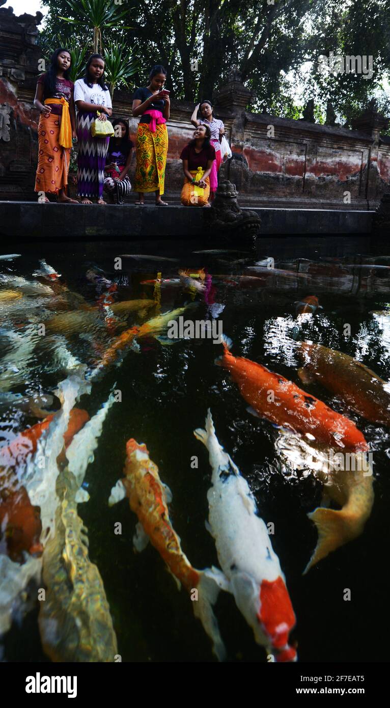 Koi fish in the pond in the Tirta Empul temple in Bali, Indonesia Stock ...