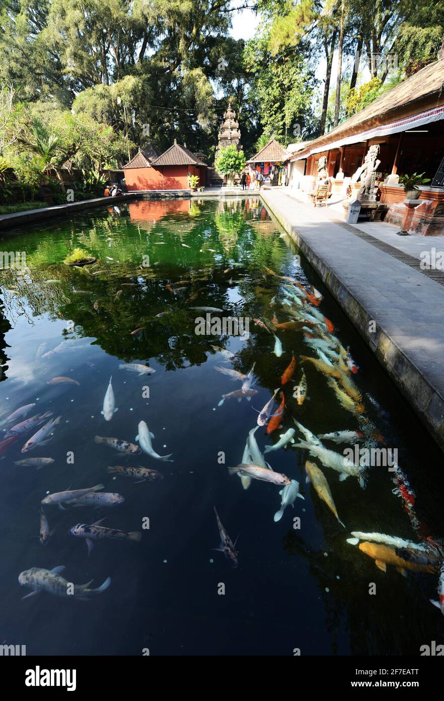 Koi fish in the pond in the Tirta Empul temple in Bali, Indonesia Stock ...
