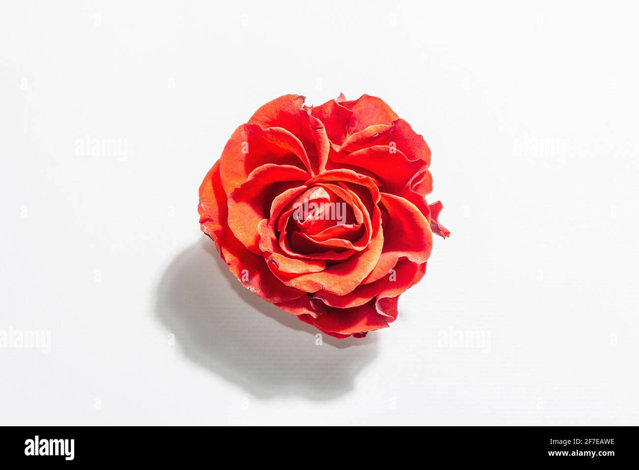 Fresh red rose isolated on white background. A modern hard light, dark ...