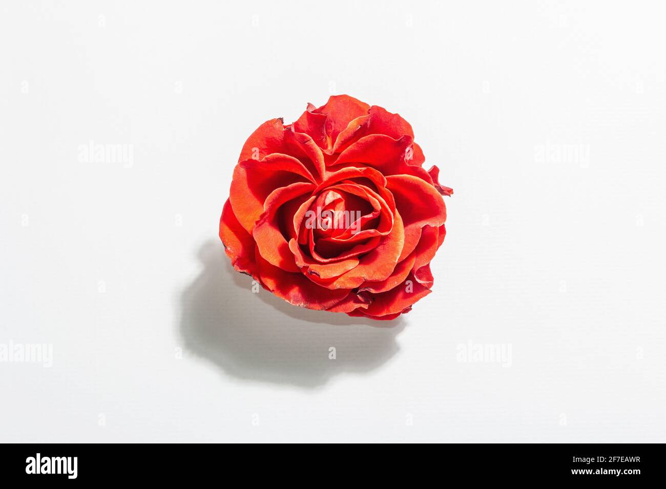 Fresh red rose isolated on white background. A modern hard light, dark ...