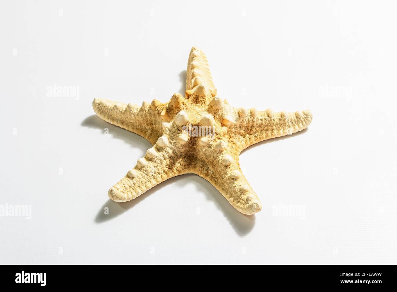 Single starfish isolated on white background. A modern hard light, dark ...