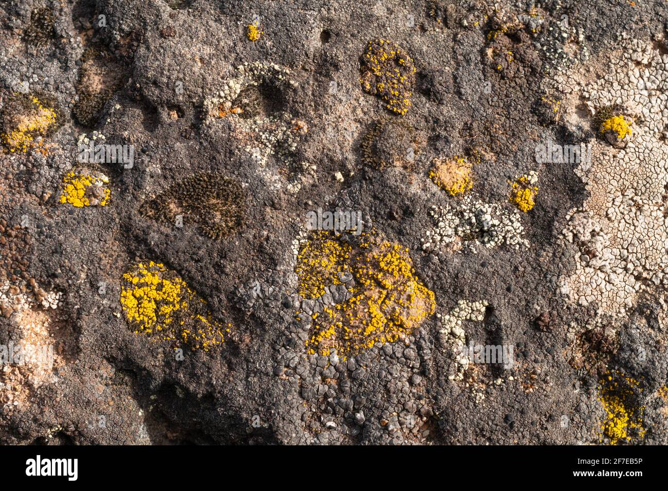 Lichens symbiotic fungus alga hi-res stock photography and images - Alamy