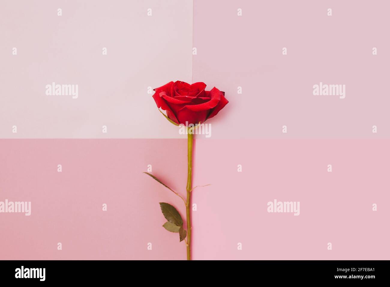 Pink roses background. Red roses on pink background. February backdrop ...
