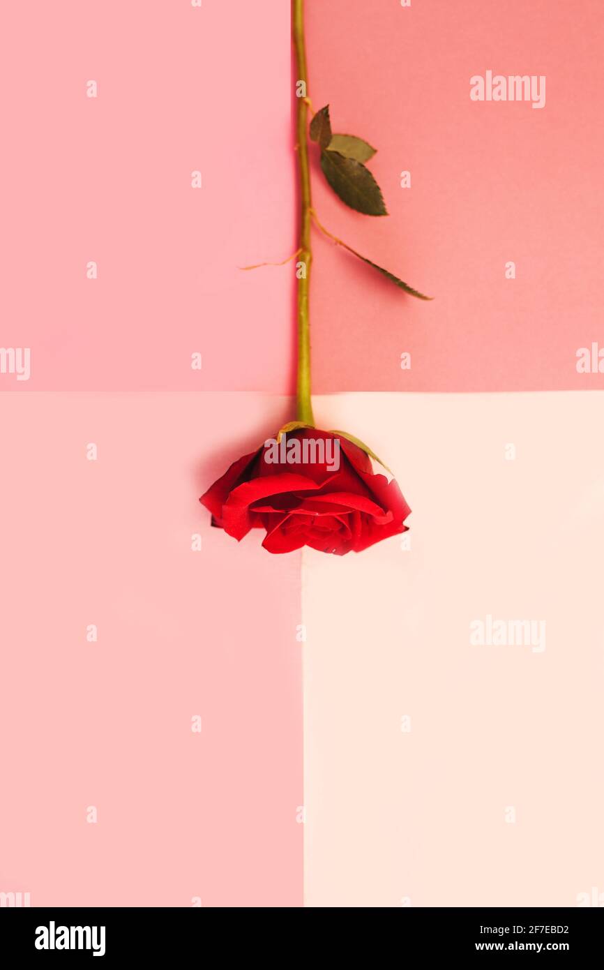 Pink roses background. Red roses on pink background. February backdrop ...