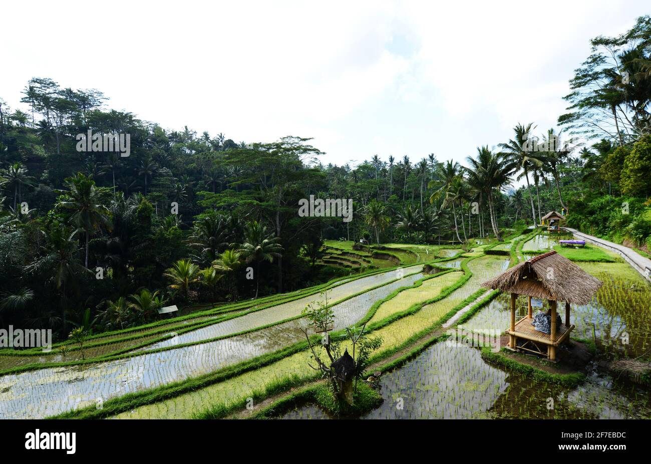 Rice fields near Gunung Kawi temple in Bali, Indonesia Stock Photo - Alamy