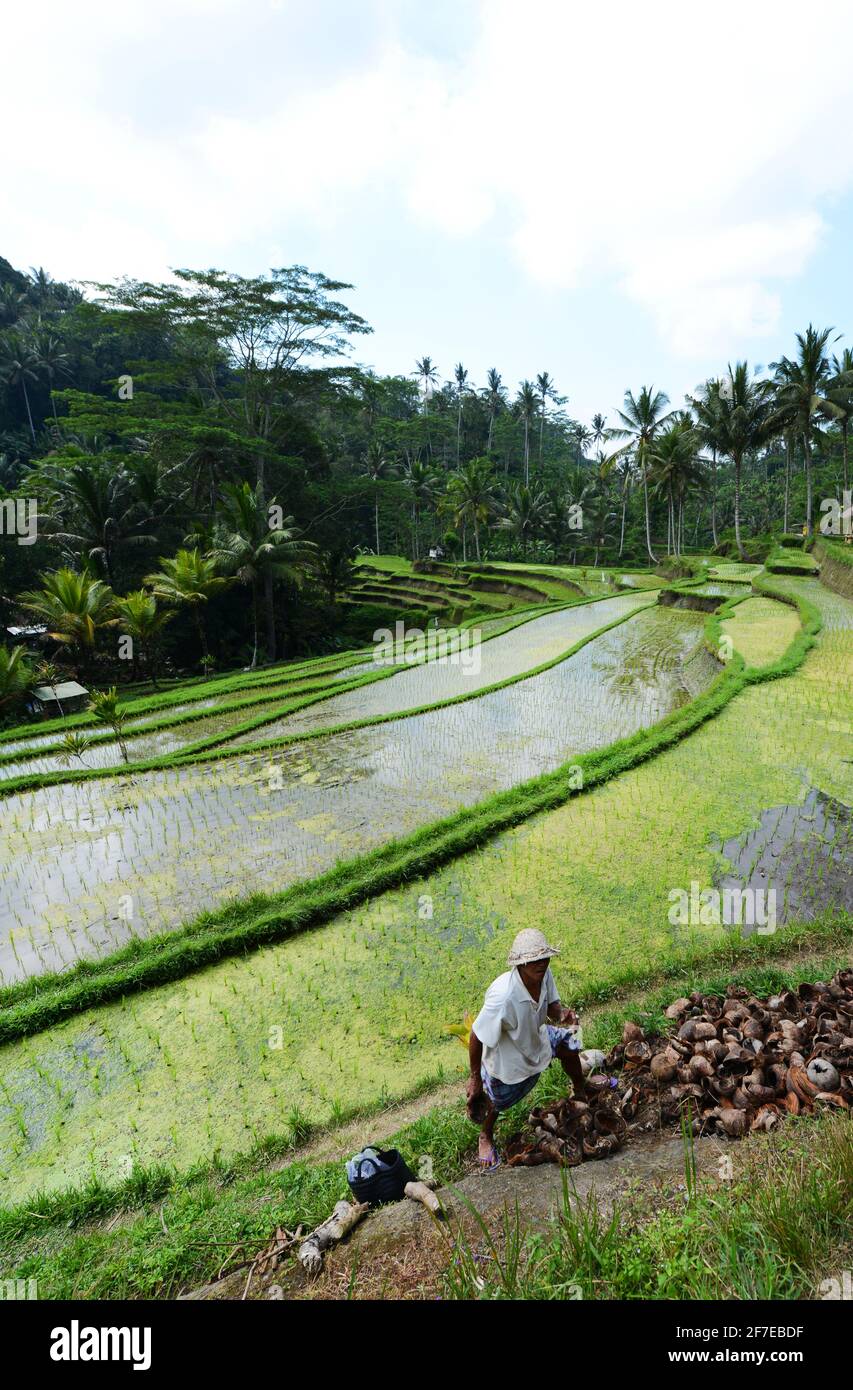 Rice fields near Gunung Kawi temple in Bali, Indonesia Stock Photo - Alamy