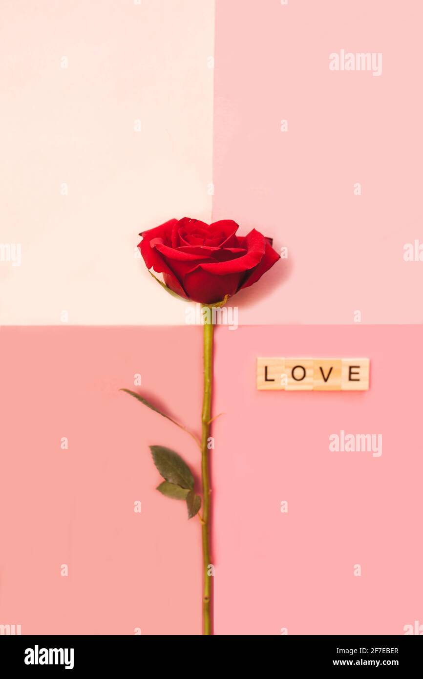 Pink roses background. Red roses on pink background. February backdrop ...