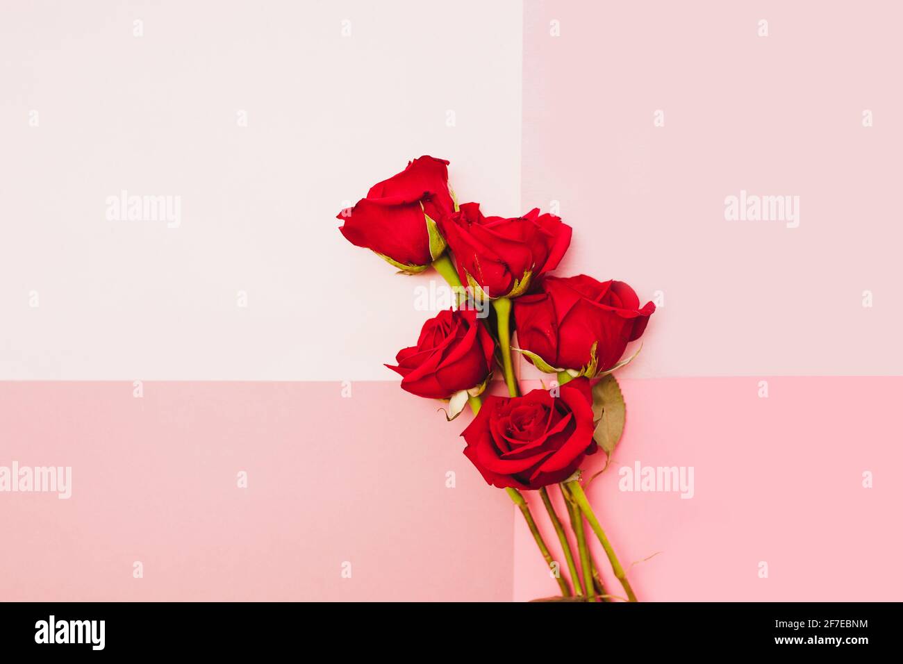 Pink roses background. Red roses on pink background. February backdrop ...